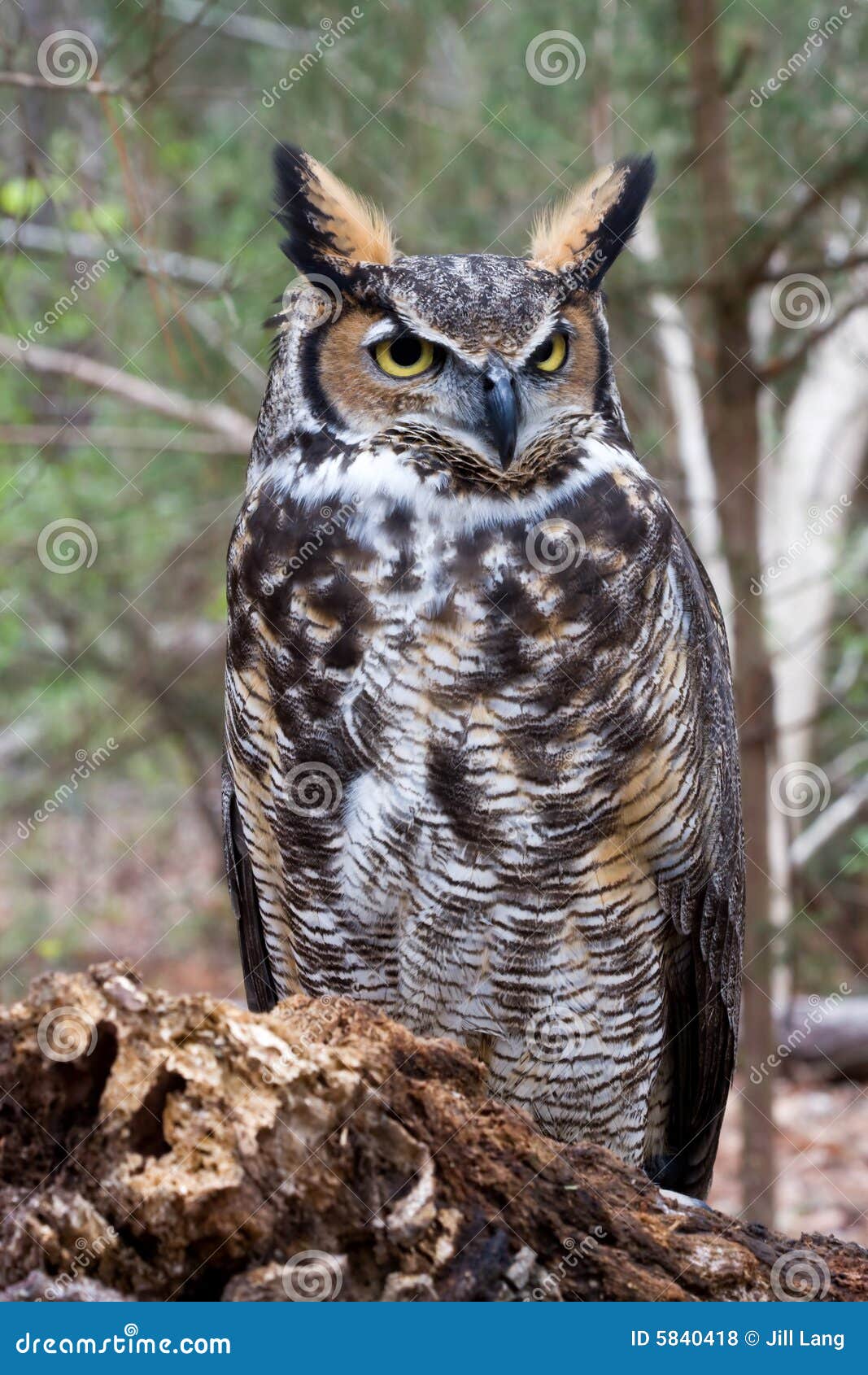 Gran buho de cuernos foto de archivo. Imagen de grande - 5840418