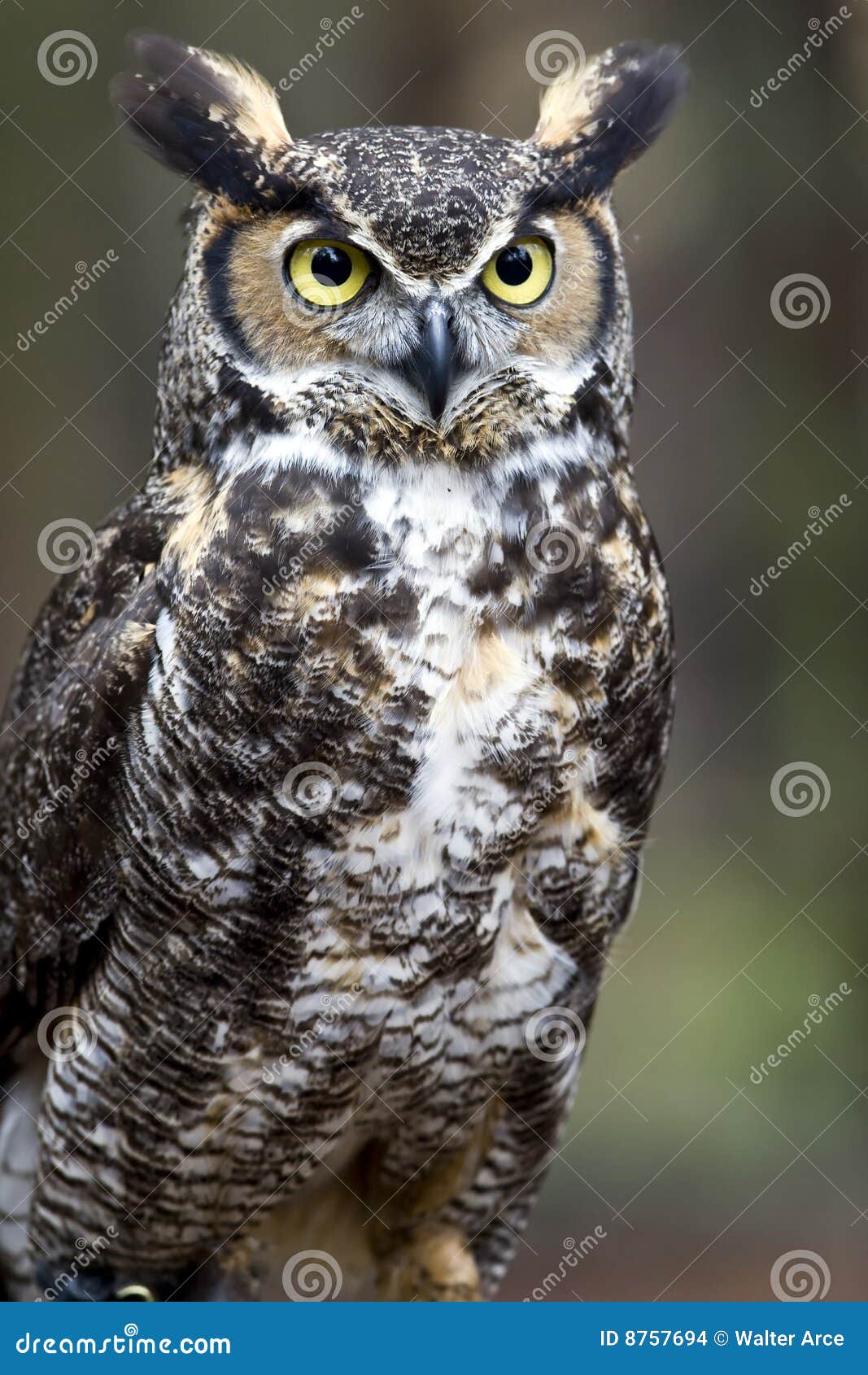 Gran buho de cuernos foto de archivo. Imagen de fauna - 8757694