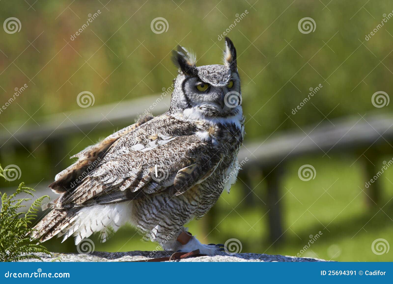 Gran Buho De Cuernos Canadiense. Imagen de archivo - Imagen de ...
