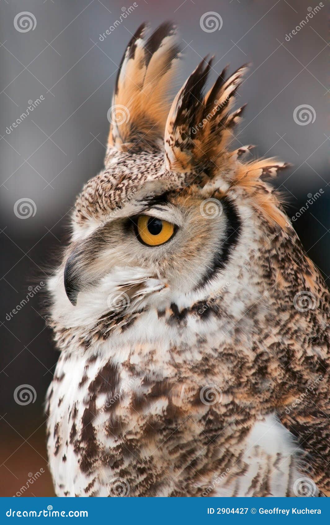 Gran Buho De Cuernos Contra Gris Imagen de archivo - Imagen de presa ...