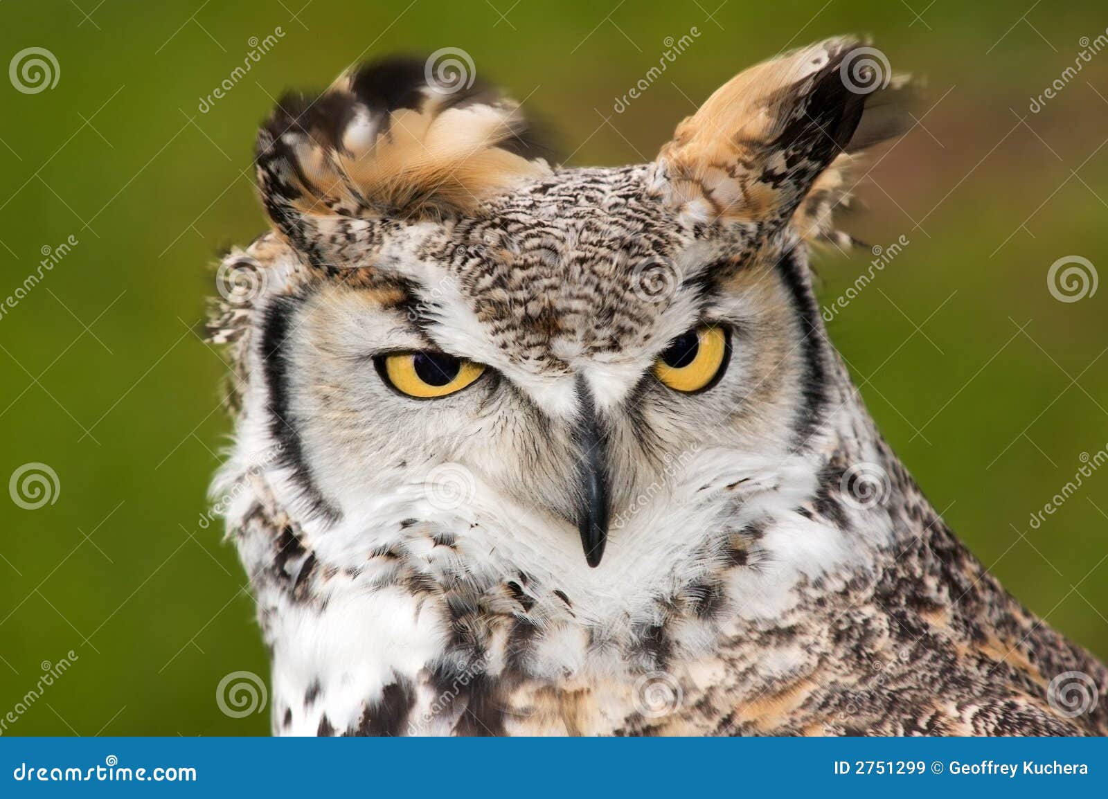 Gran Buho De Cuernos Trastornado Imagen de archivo - Imagen de ...