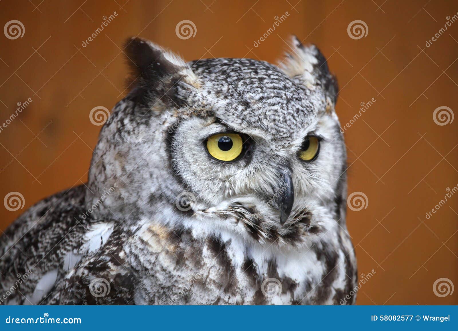 Gran Buho De Cuernos (virginianus Del Bubón) Imagen de archivo - Imagen ...