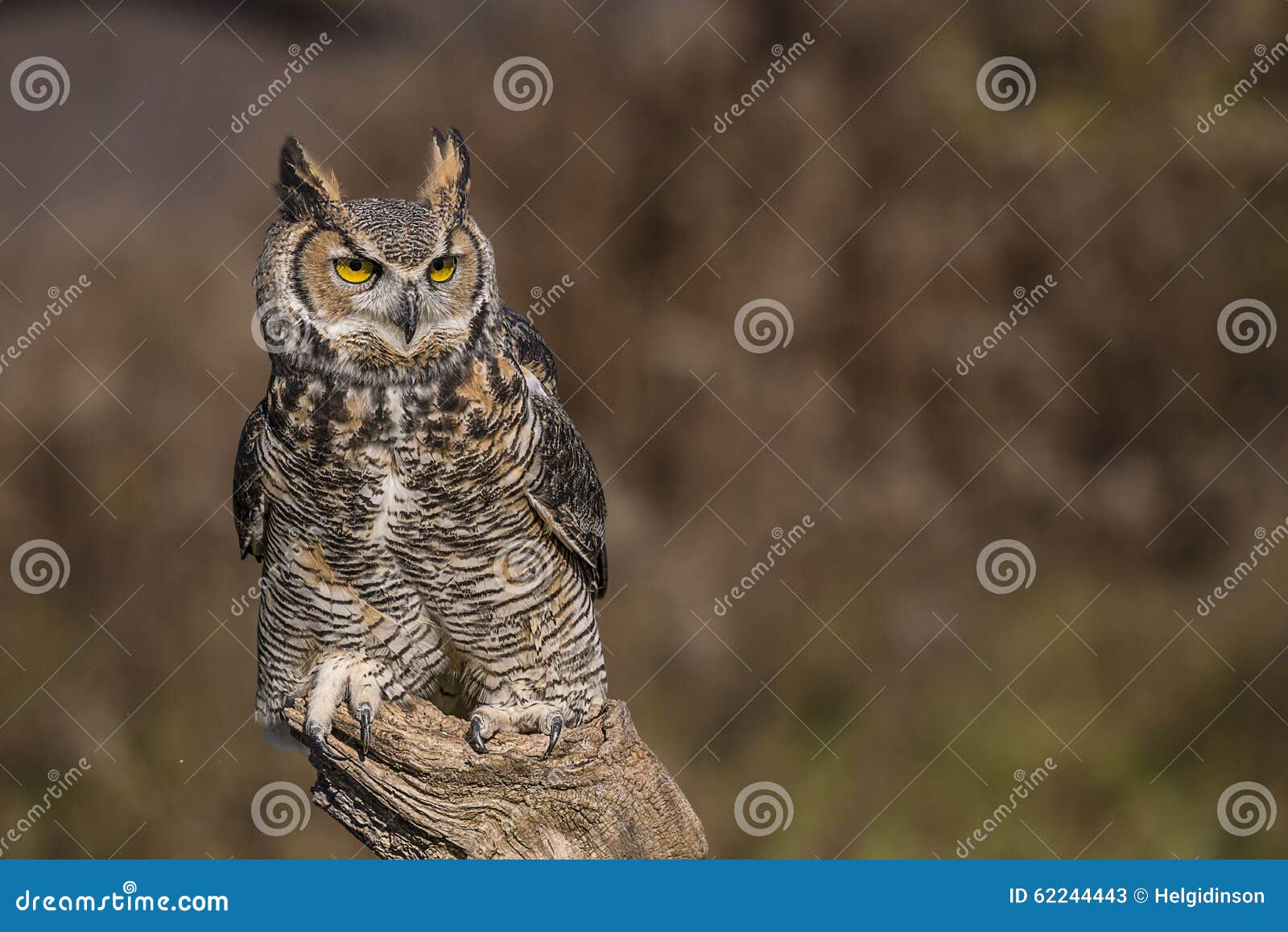 Gran Buho De Cuernos (virginianus Del Bubón) Imagen de archivo - Imagen ...