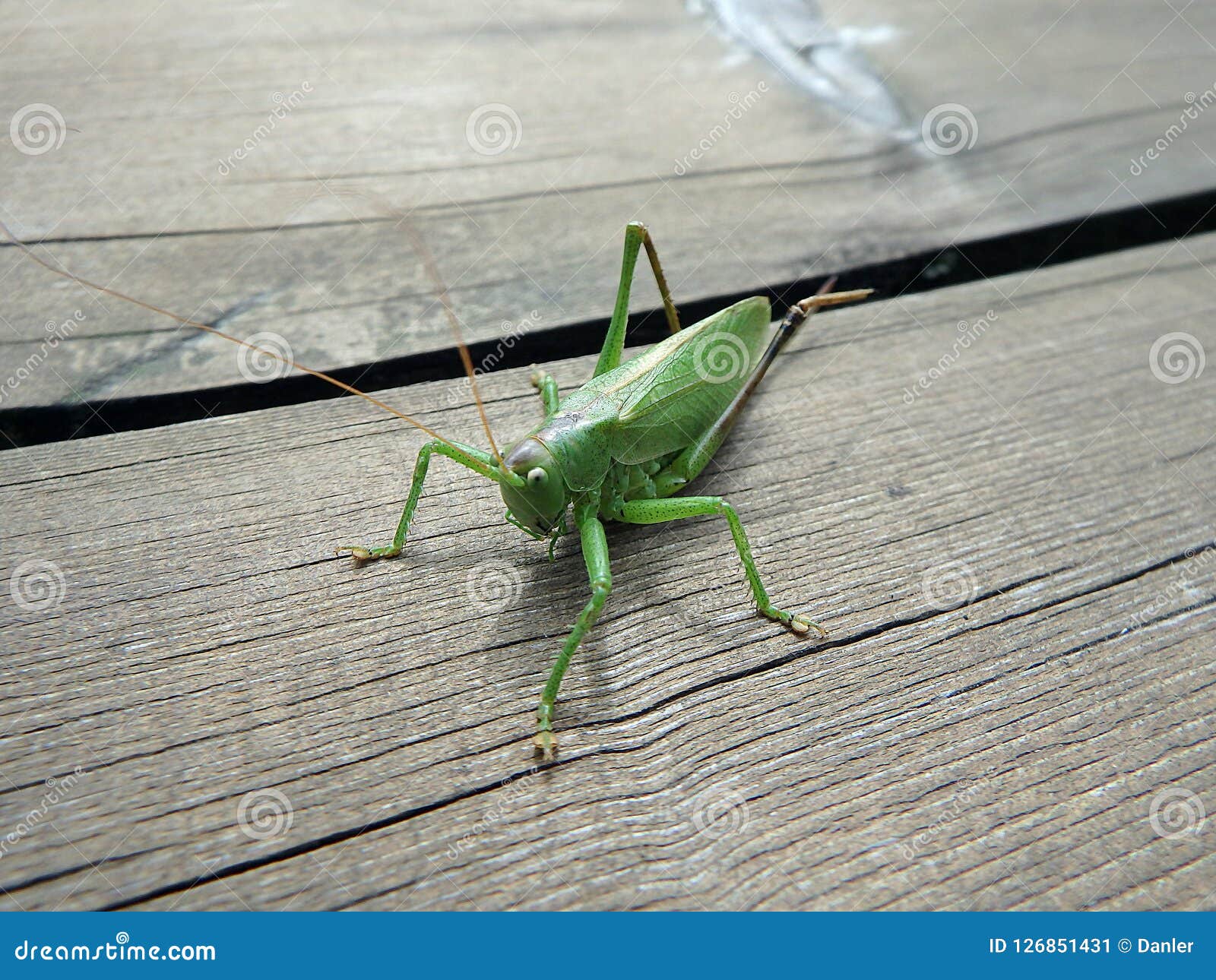 Gran Bush-Grillo verde imagen de archivo. Imagen de ojos - 126851431