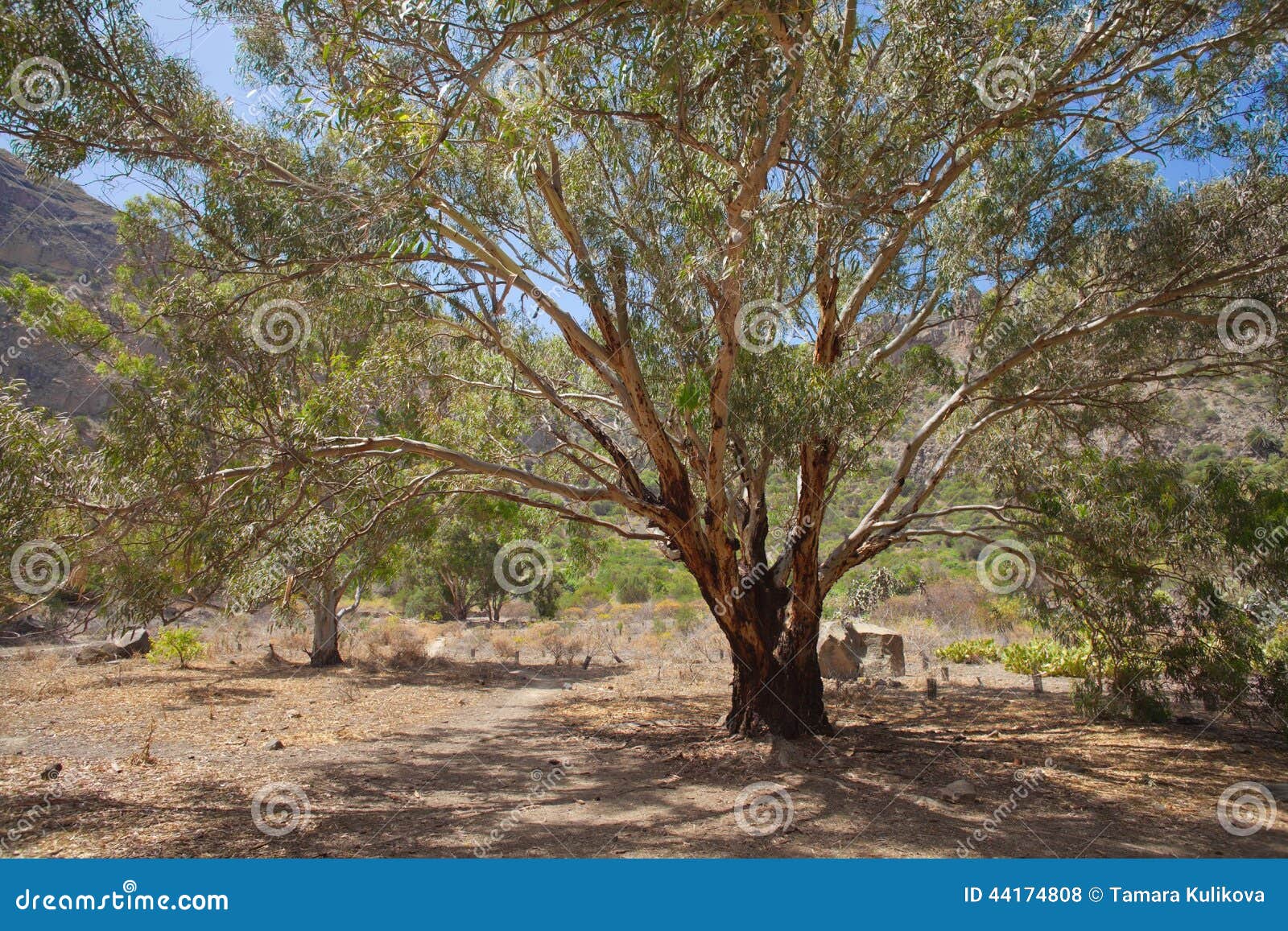 Gran Canaria, Caldera De Bandama Stock Photo - Image of protected ...