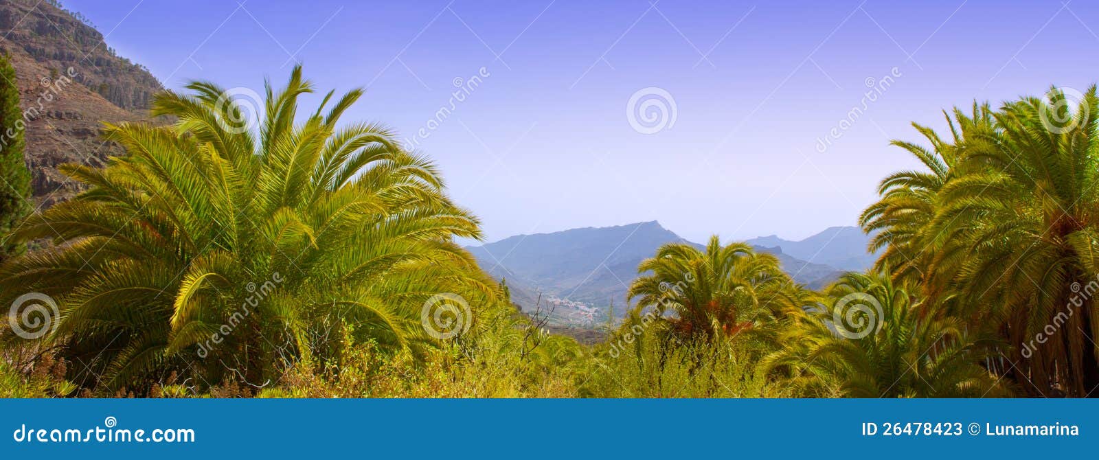 Gran Canaria Canary Palm Tree Mountains Stock Image - Image of forest ...