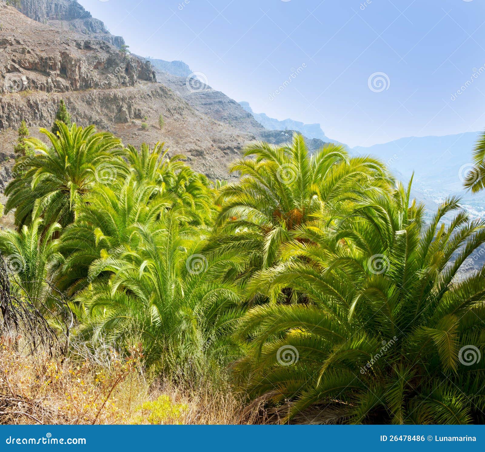 Gran Canaria Canary Palm Tree Mountains Stock Photo - Image of ecology ...