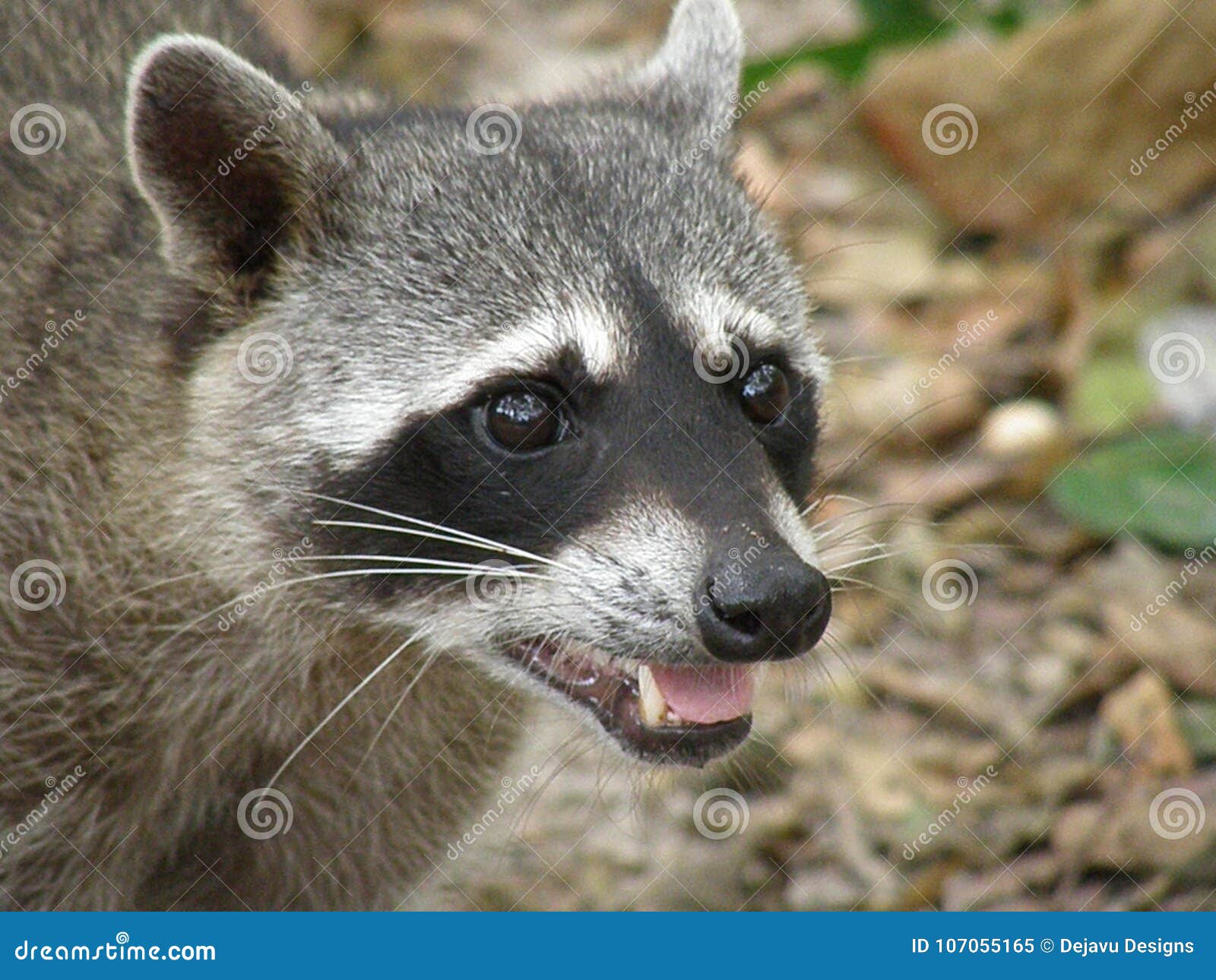 Gran Cara De Un Mapache Enmascarado Imagen de archivo - Imagen de ...