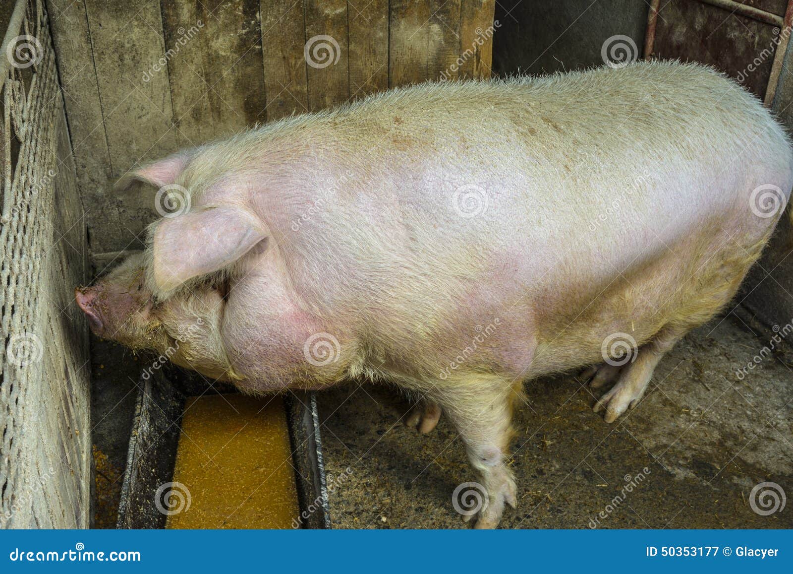 Gran cerdo blanco imagen de archivo. Imagen de doméstico - 50353177
