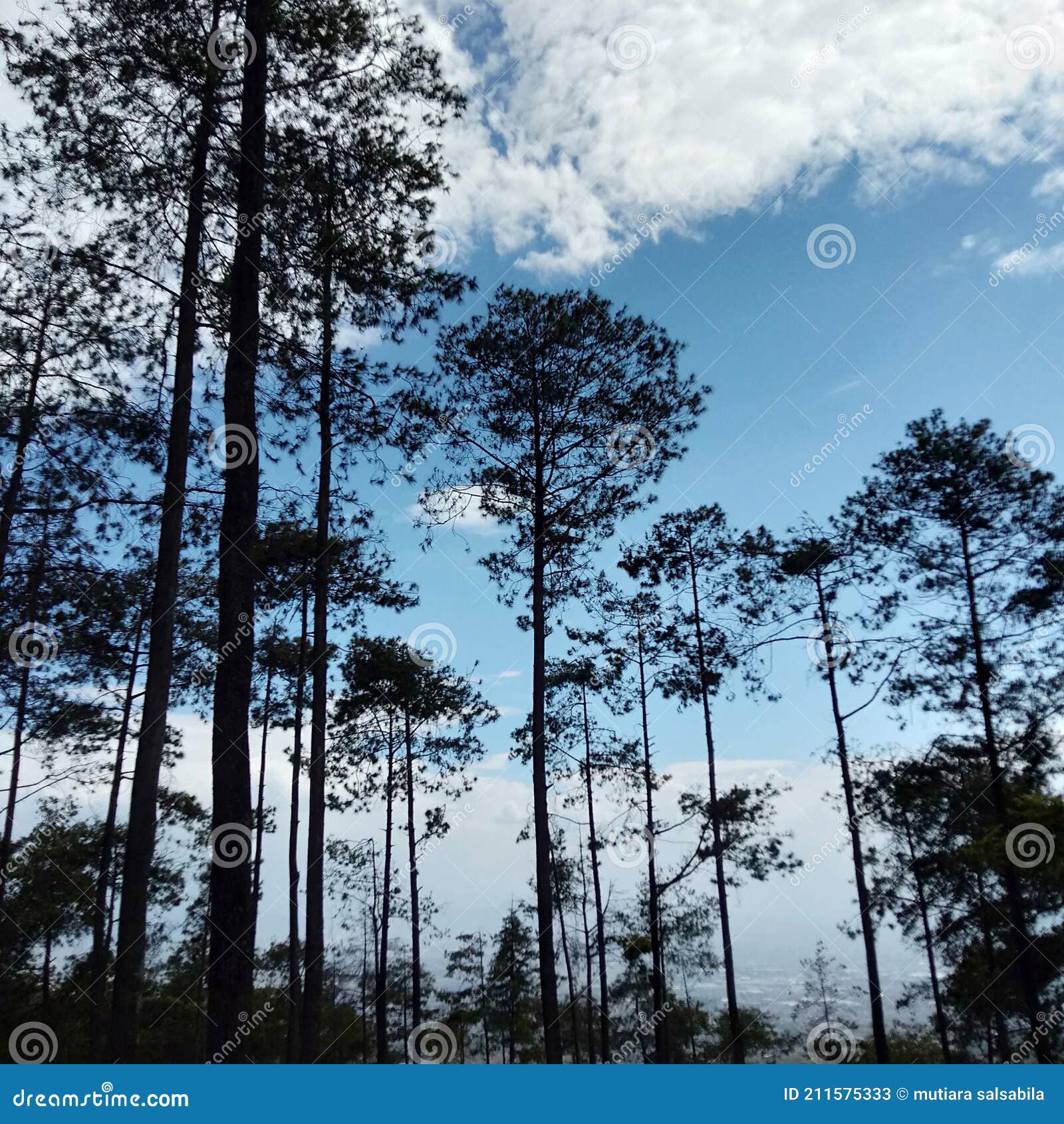 Gran clima en el bosque imagen de archivo. Imagen de grande - 211575333