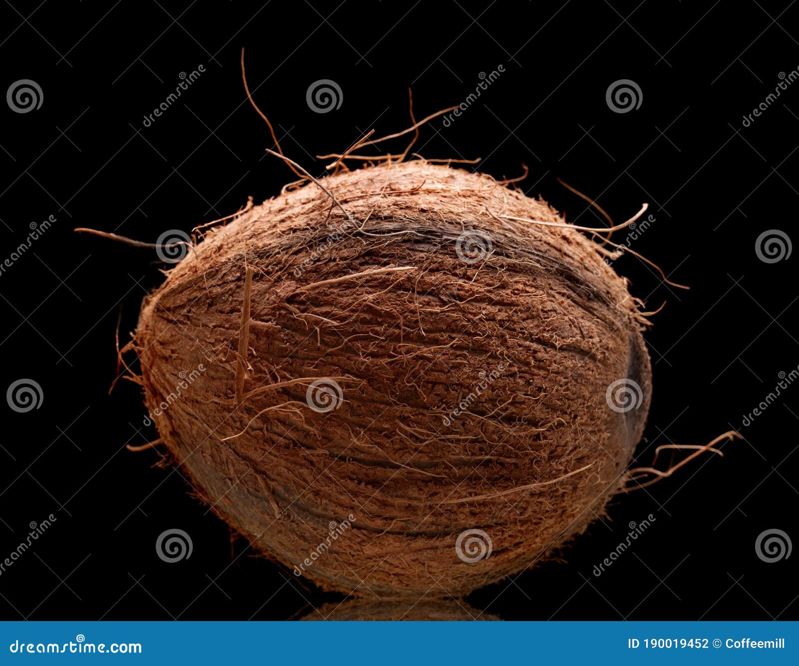 Gran Coco Aislado En Un Fondo Negro Foto de archivo - Imagen de aislado ...