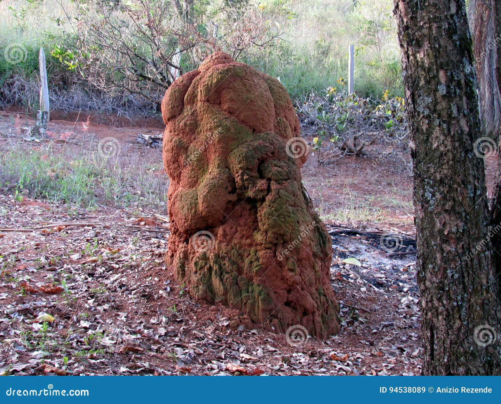 Gran colonia de termitas imagen de archivo. Imagen de termitas - 94538089