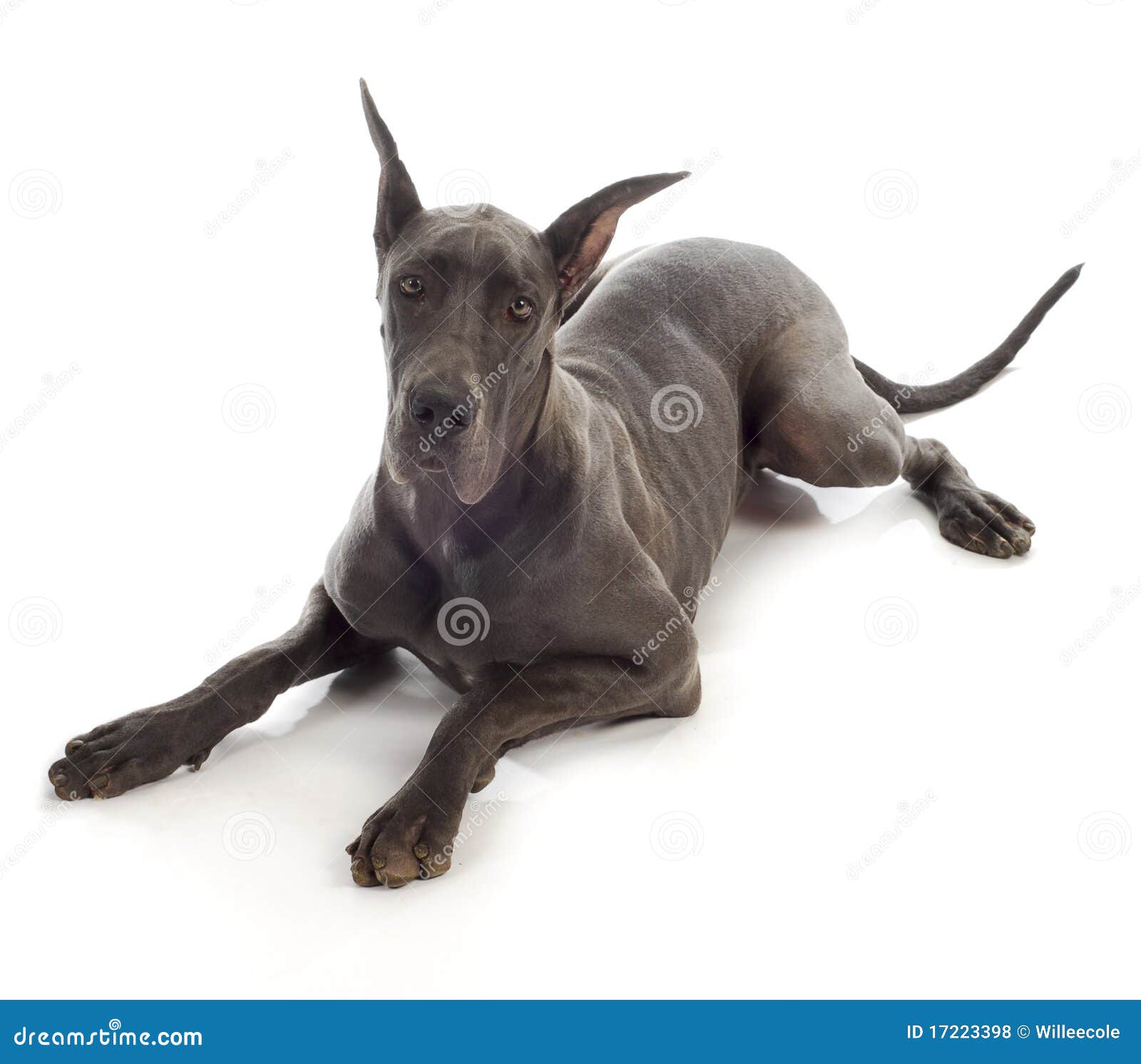 Gran danés foto de archivo. Imagen de gris, mascota, animal - 17223398