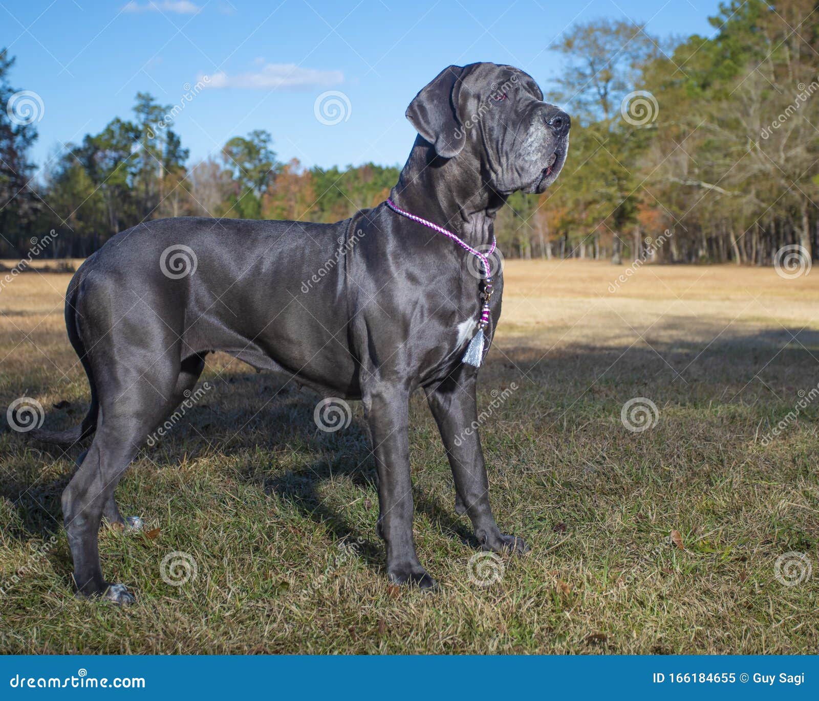 Gran Danés De Pie En Un Campo Imagen de archivo - Imagen de hierba ...