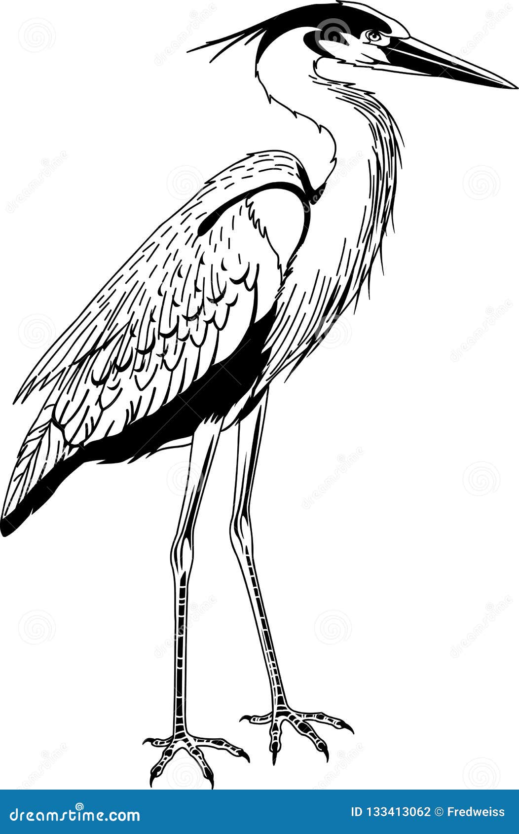 Gran Ejemplo De La Garza Azul Ilustración del Vector - Ilustración de ...