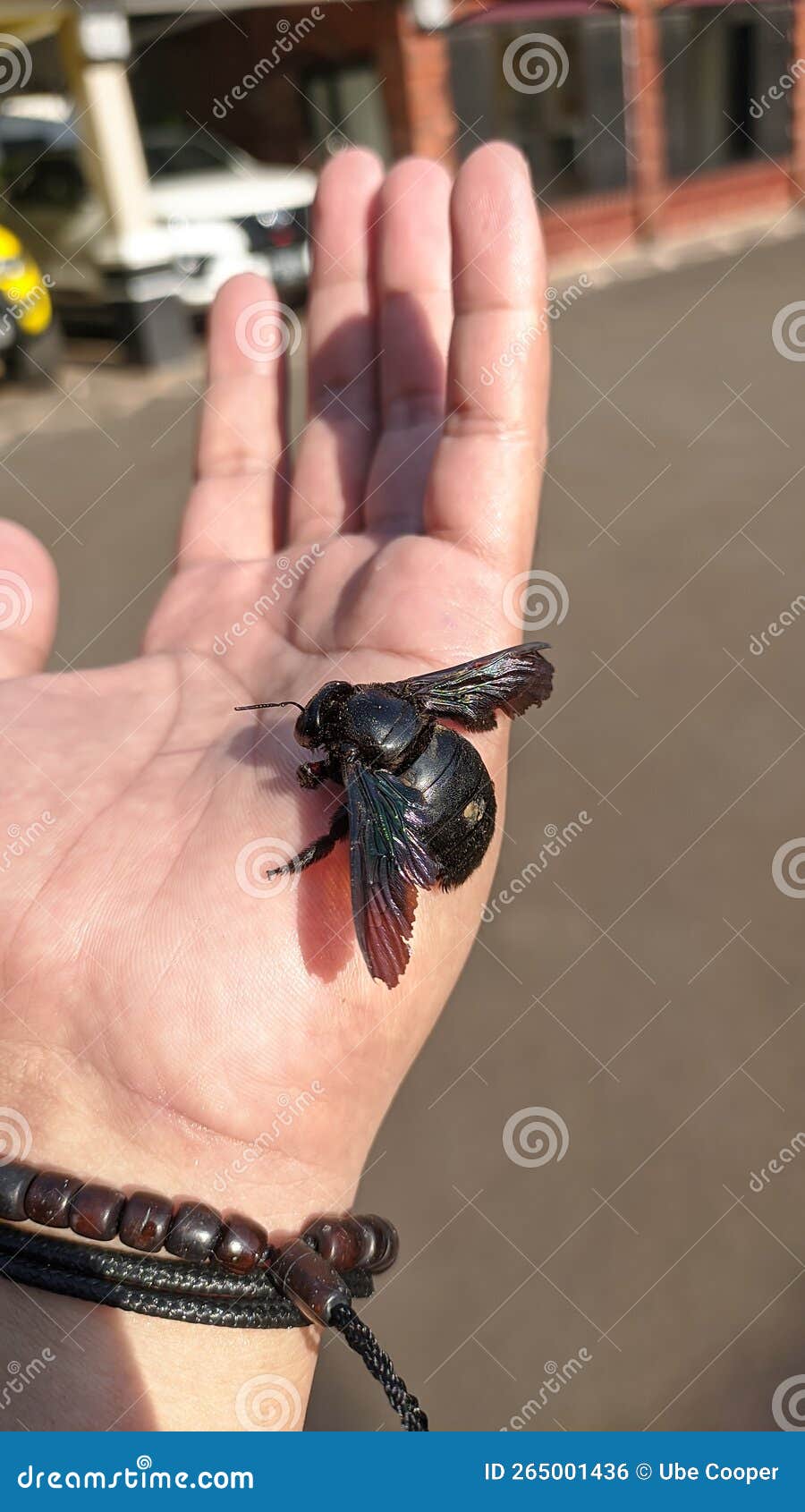 Gran error negro foto de archivo. Imagen de insecto - 265001436