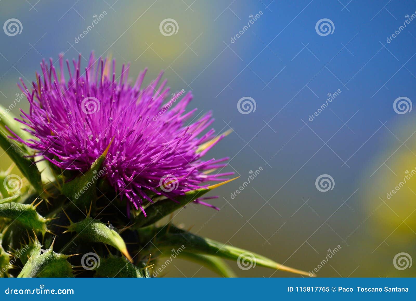 Gran Flor Del Cardo De Leche Imagen de archivo - Imagen de travieso ...