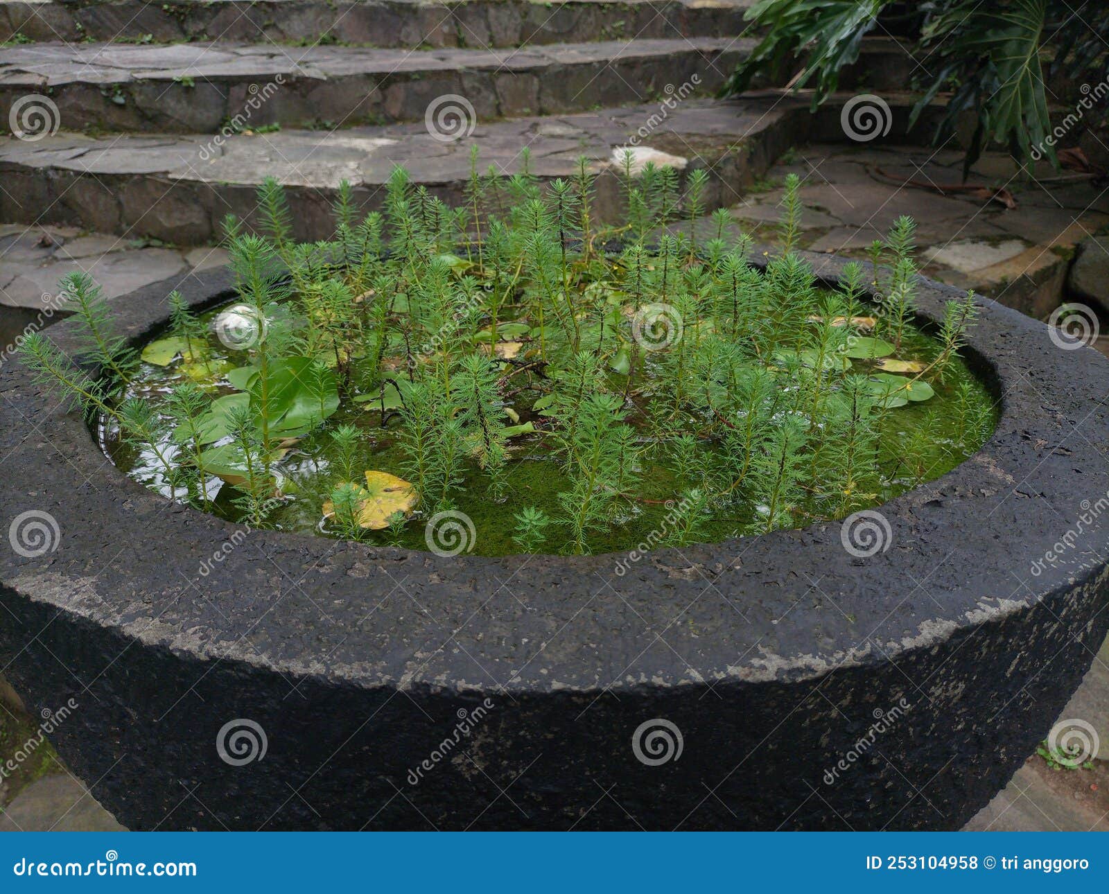 Gran flor redonda foto de archivo. Imagen de redondo - 253104958
