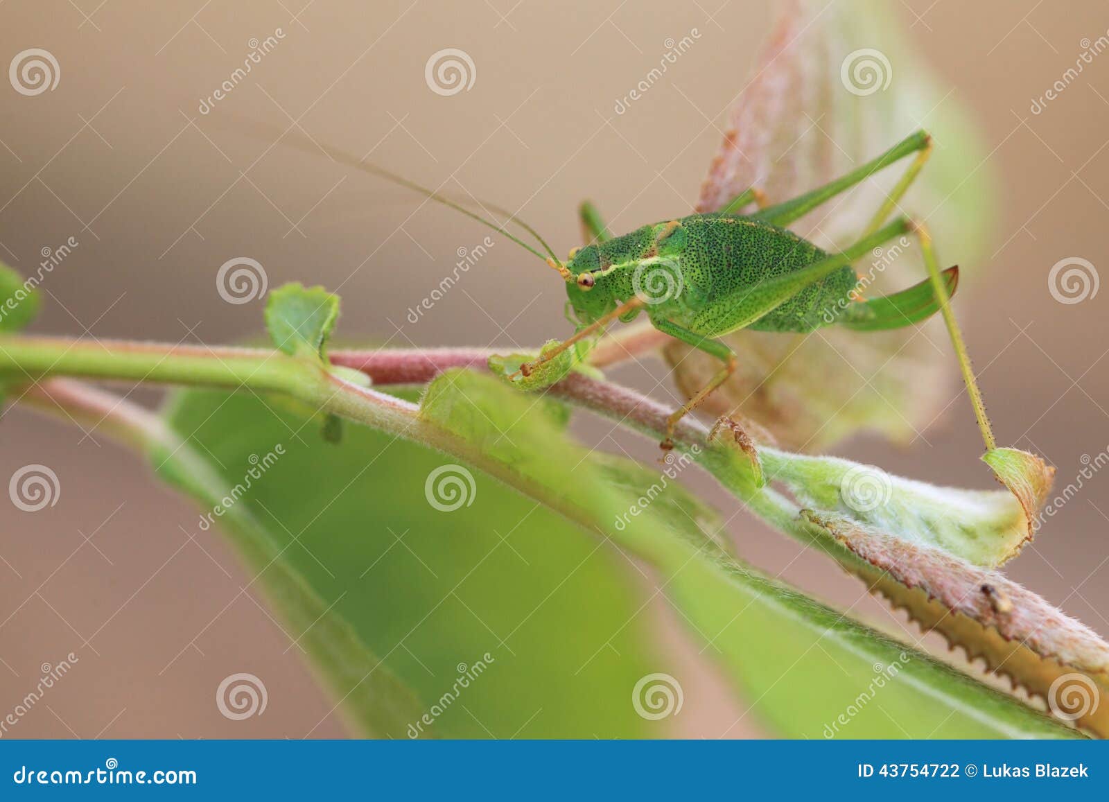 Gran grillo verde de Bush foto de archivo. Imagen de verde - 43754722