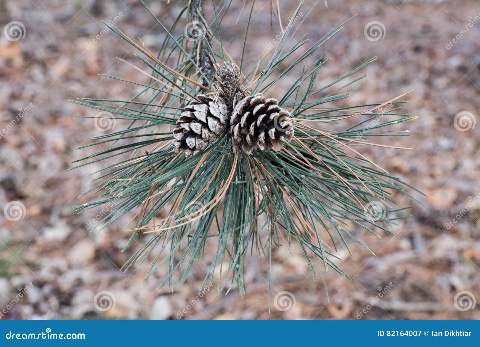 Gran-kotte fotografering för bildbyråer. Bild av december - 82164007