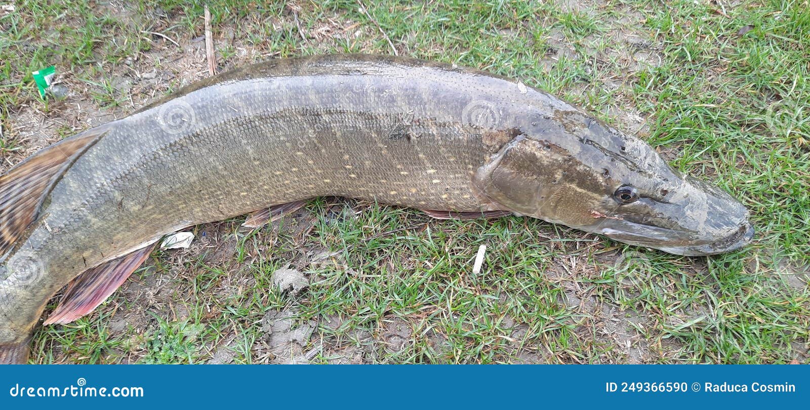 Gran lucio en el suelo foto de archivo. Imagen de relaje - 249366590