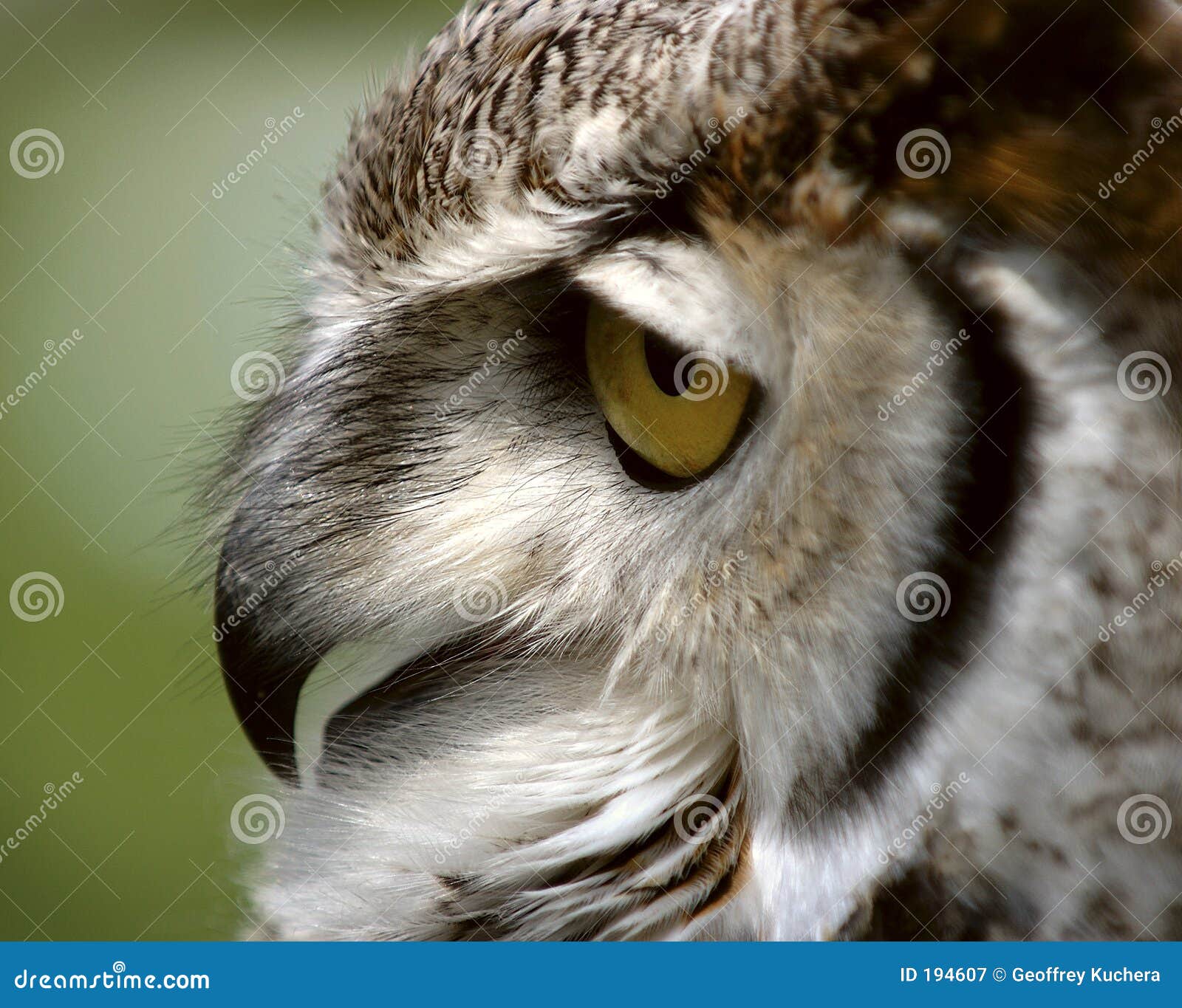 Gran Perfil Del Buho De Cuernos Imagen de archivo - Imagen de animal ...