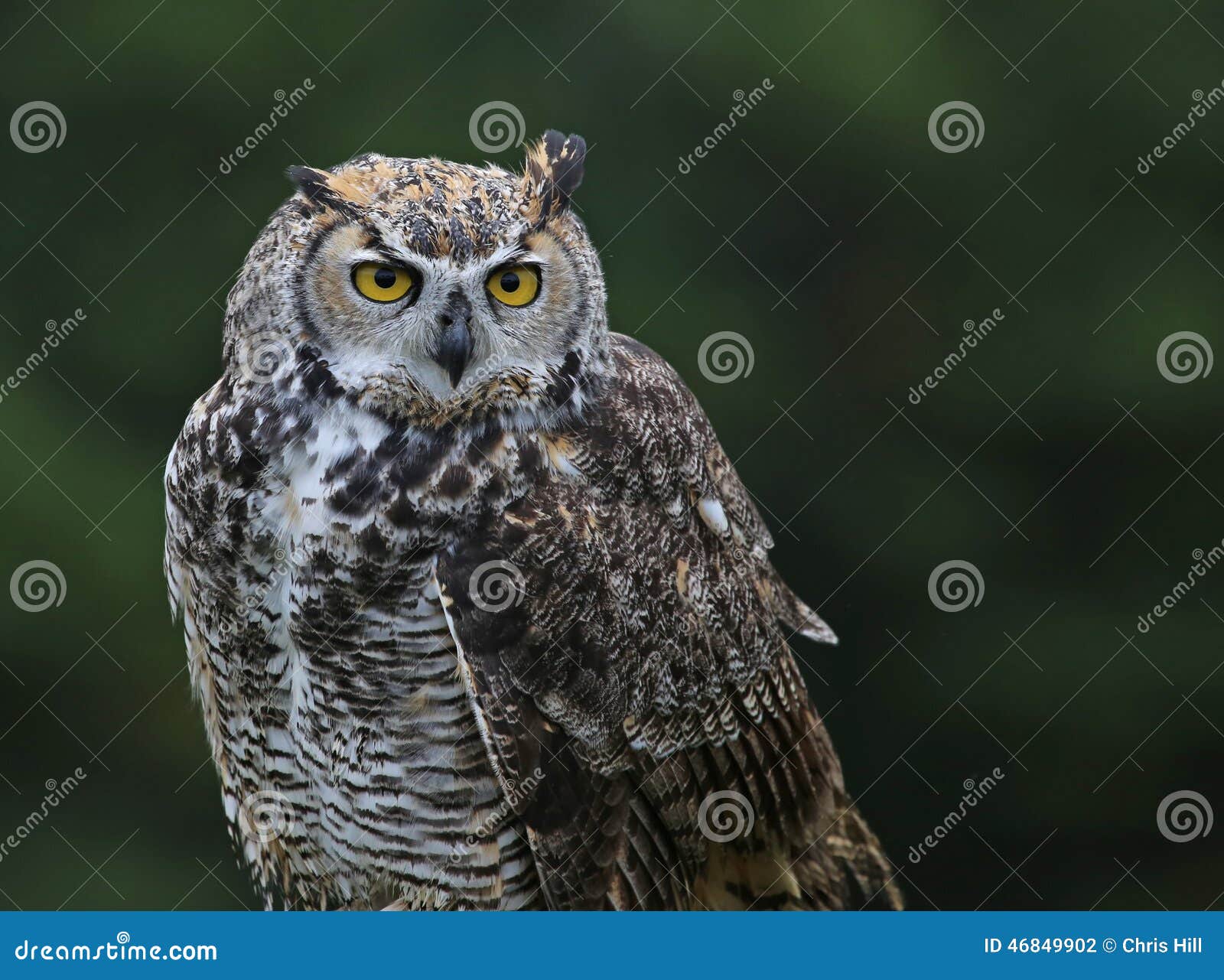 Gran Perfil Del Buho De Cuernos Foto de archivo - Imagen de ojos ...