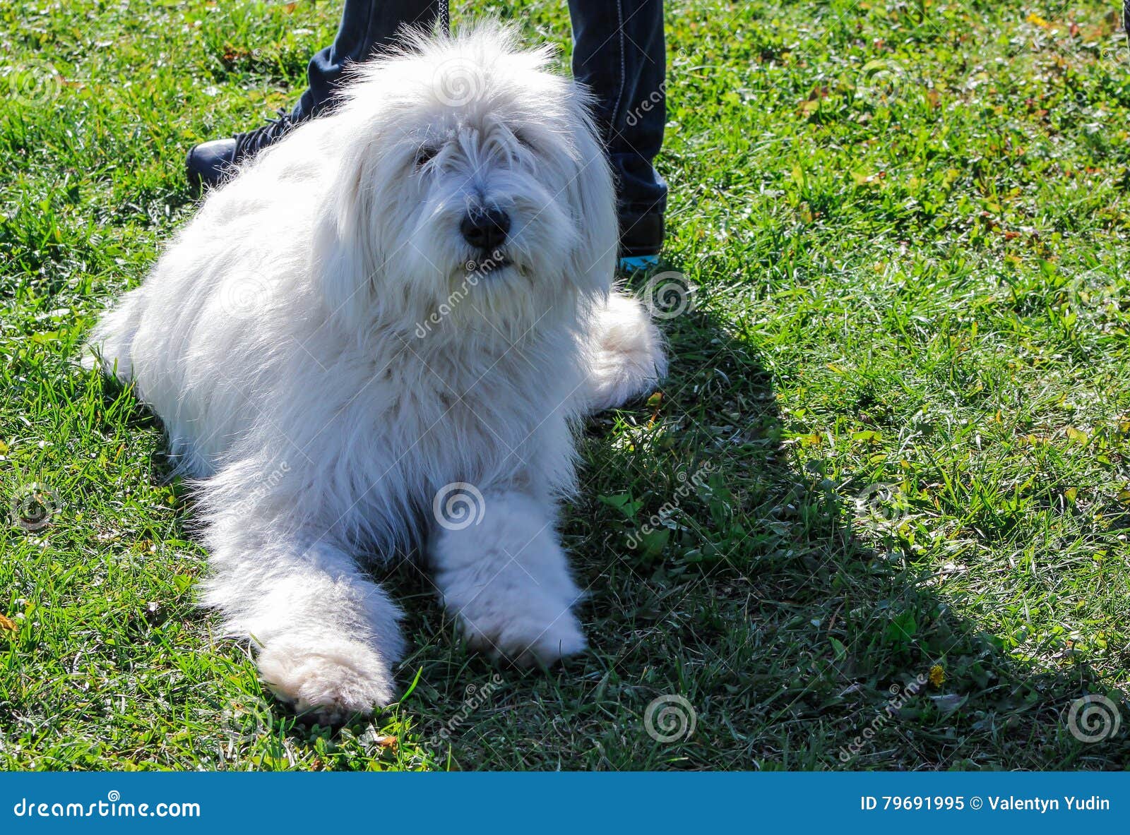 Gran perro lanudo blanco imagen de archivo. Imagen de collar - 79691995