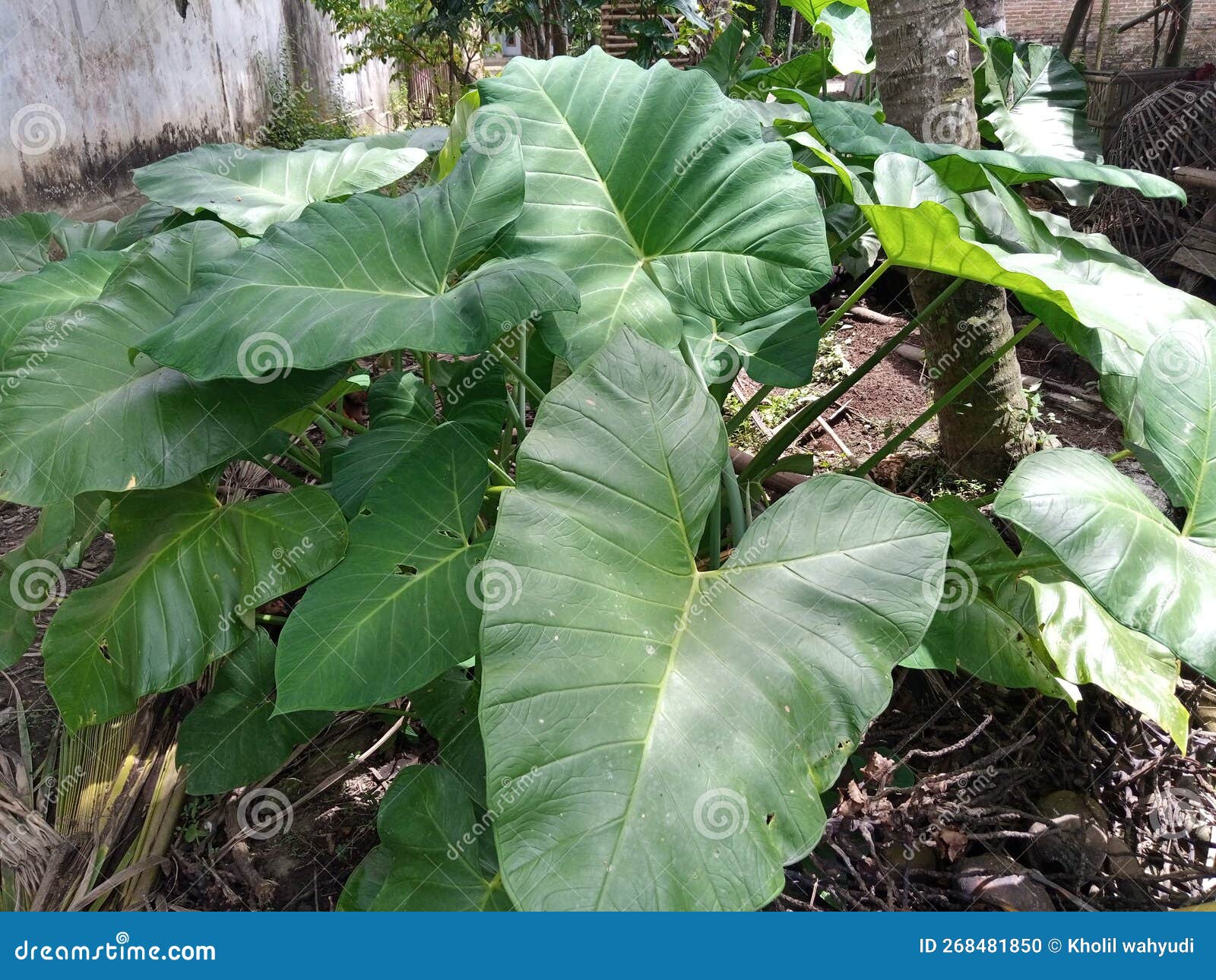 Gran Planta De Taro Que Crece En El Patio. Foto de archivo - Imagen de ...