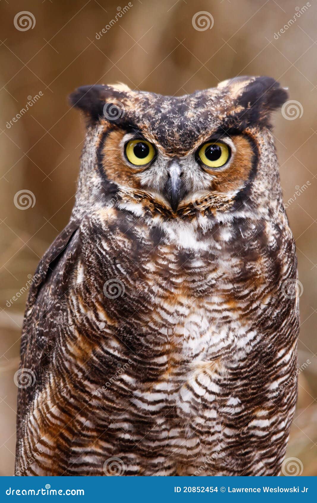 Gran Retrato Del Buho De Cuernos Foto de archivo - Imagen de majestuoso ...