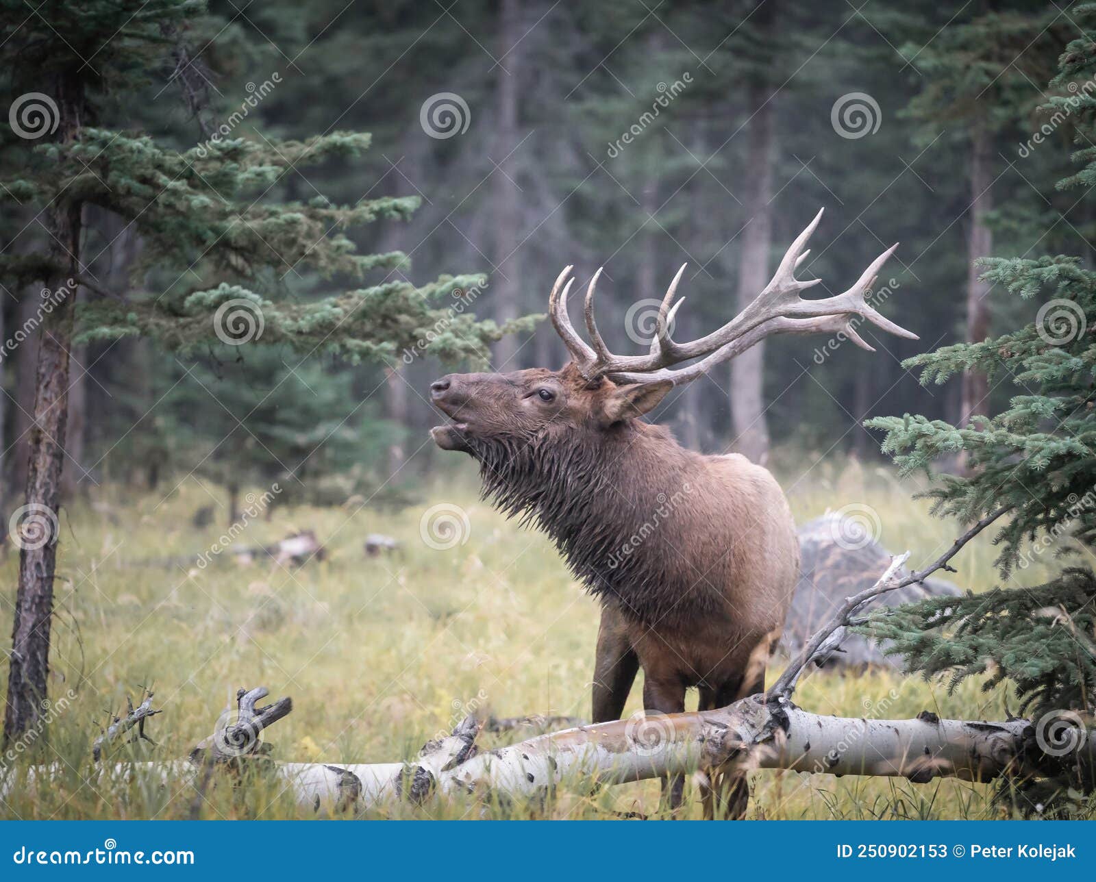Gran Toro De Alce En El Bosque Jasper Np Canada Imagen de archivo ...