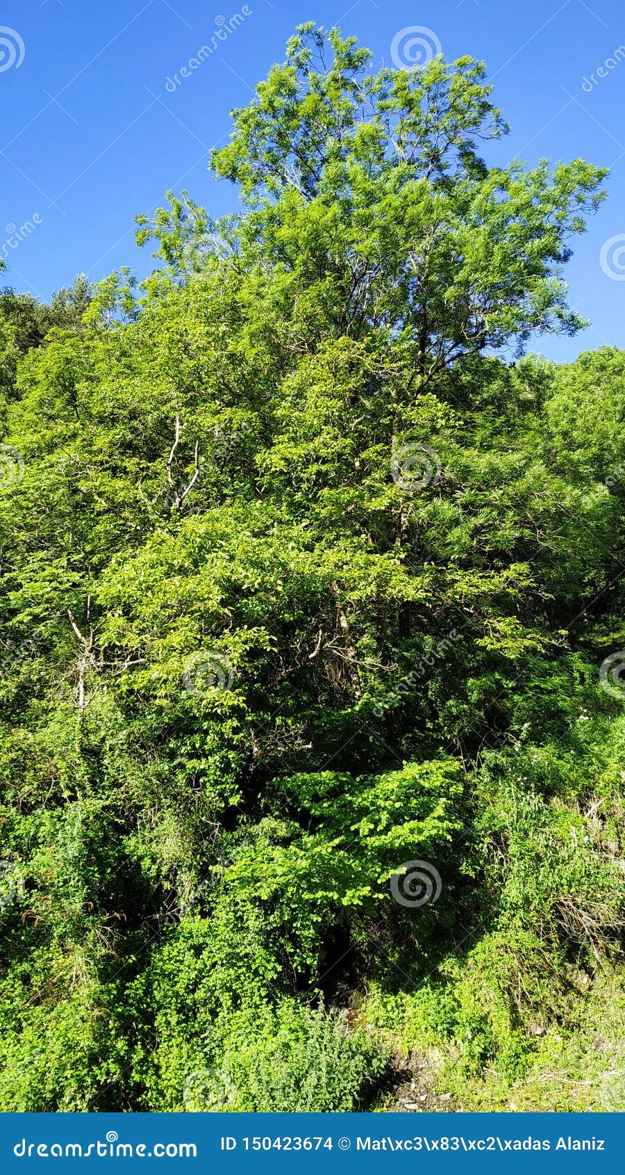 The gran tree stock photo. Image of green, tree, blue - 150423674