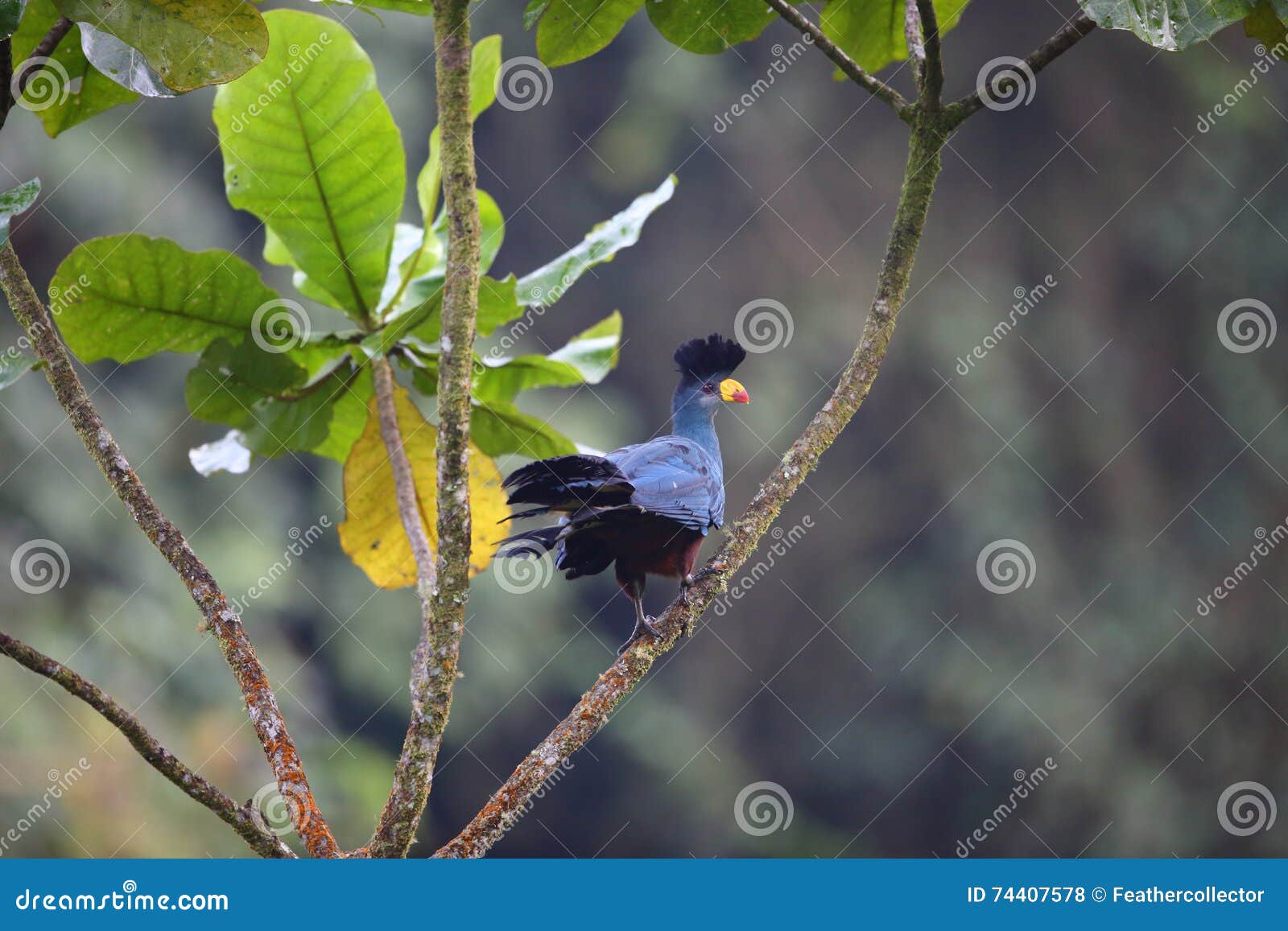Gran Turaco azul foto de archivo. Imagen de fauna, azul - 74407578