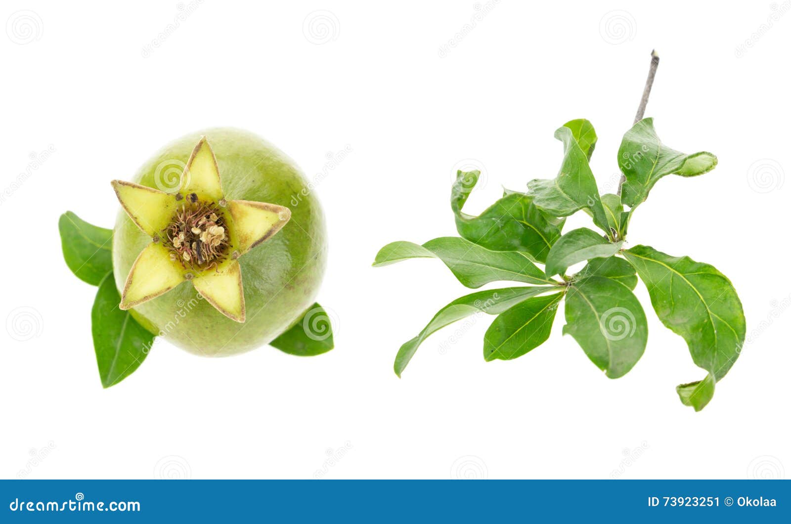 Granada verde y sus hojas imagen de archivo. Imagen de comer - 73923251