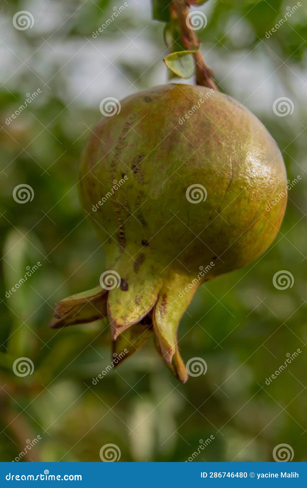 Granadas frutas Verde stock photo. Image of granadas - 286746480
