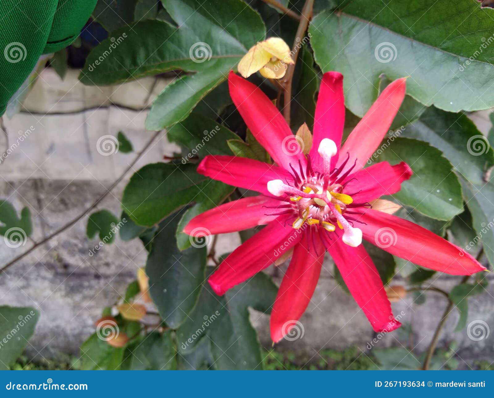 Granadila Red or Red Passion Flower (Passiflora Coccinea) Stock Photo ...