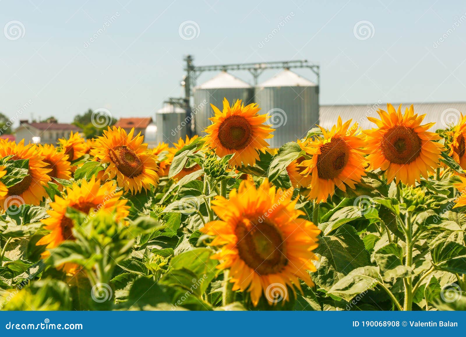 Granary and Field with a Blooming Sunflower. Stock Photo - Image of ...