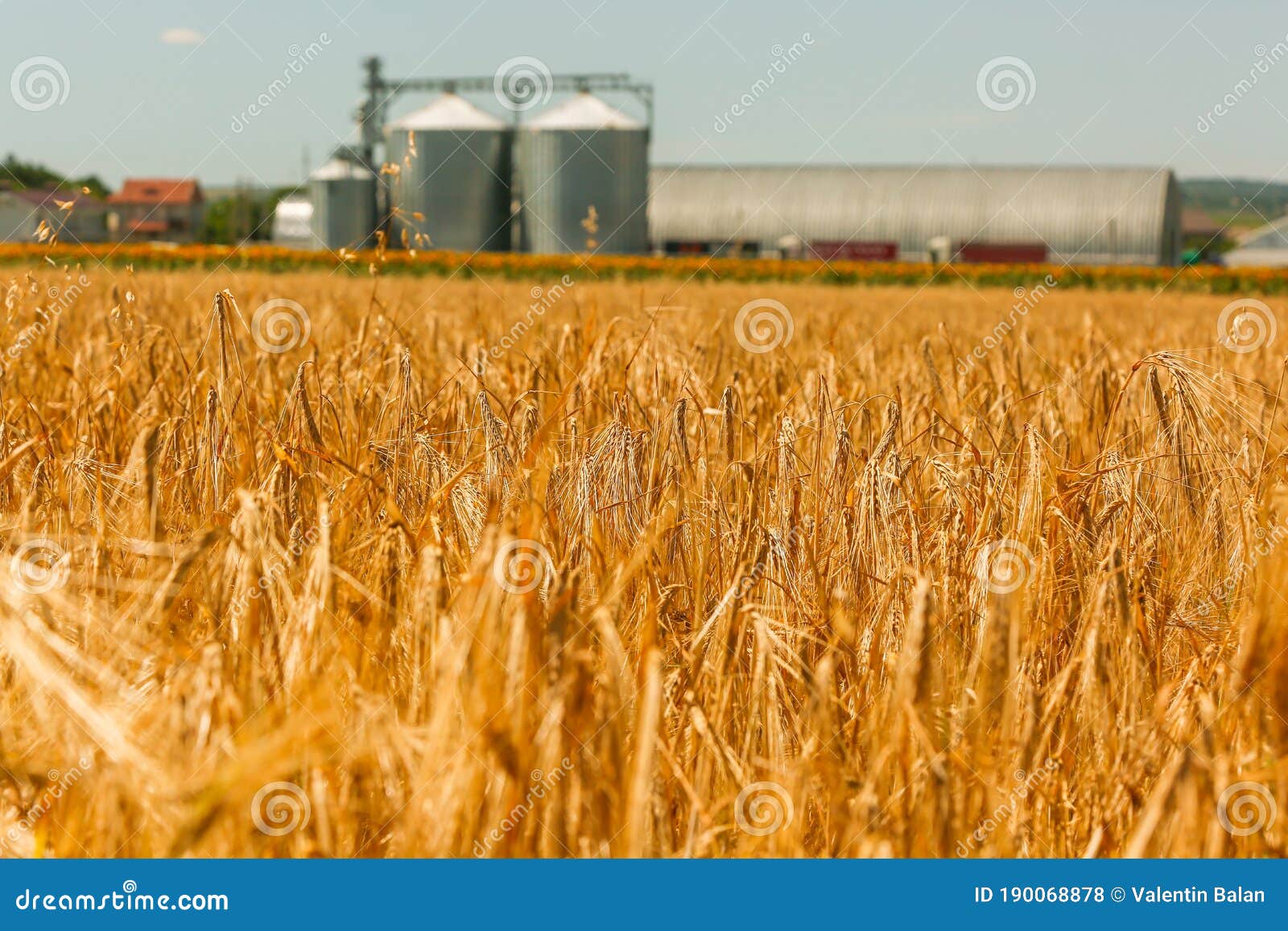 Granary and Field with a Wheat. Stock Photo - Image of agriculture ...
