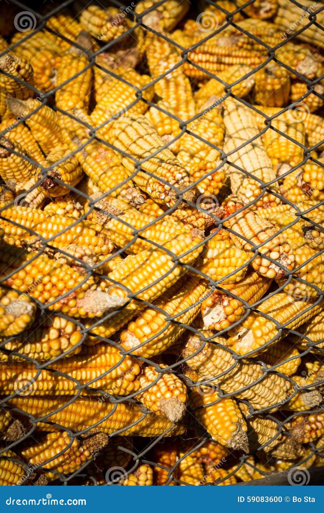 Granary Filled with Corn Cobs Stock Photo - Image of agriculture, crop ...