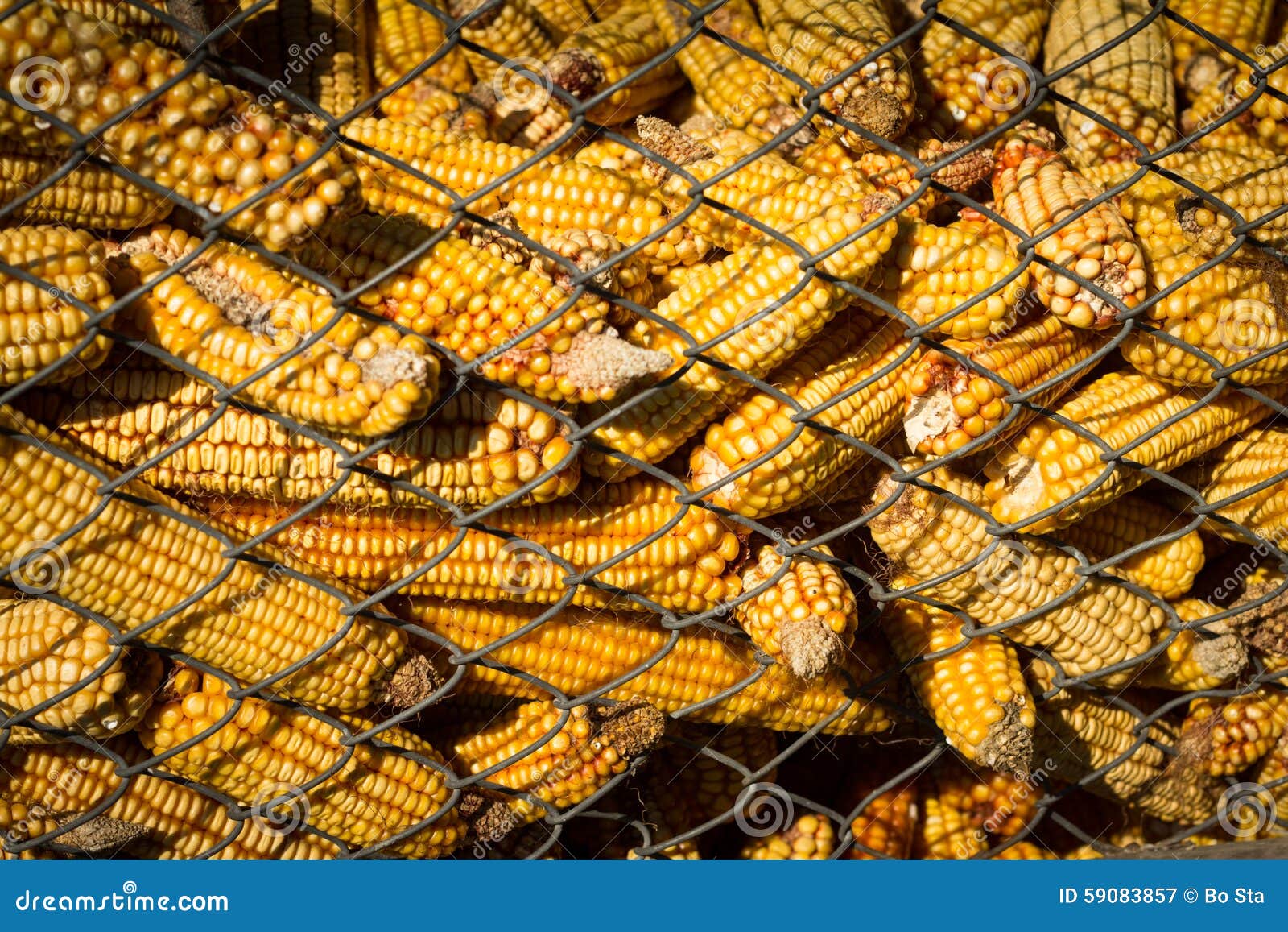 Granary Filled with Corn Cobs Stock Image - Image of corn, barn: 59083857