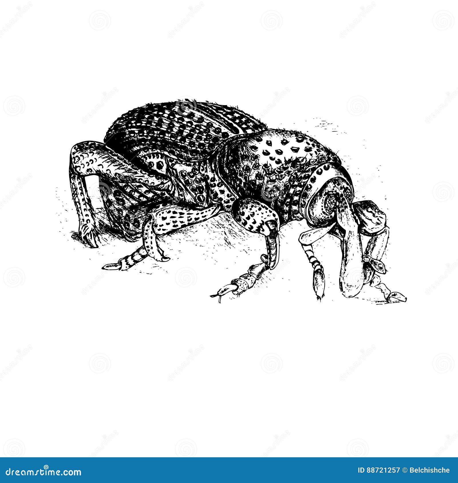 Granary Weevil Bug Close Up . Hand Drawn Vector Illustration. Black ...