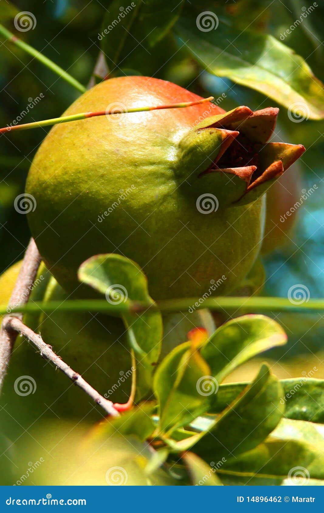 Granat stock photo. Image of fruit, sweet, freshness - 14896462