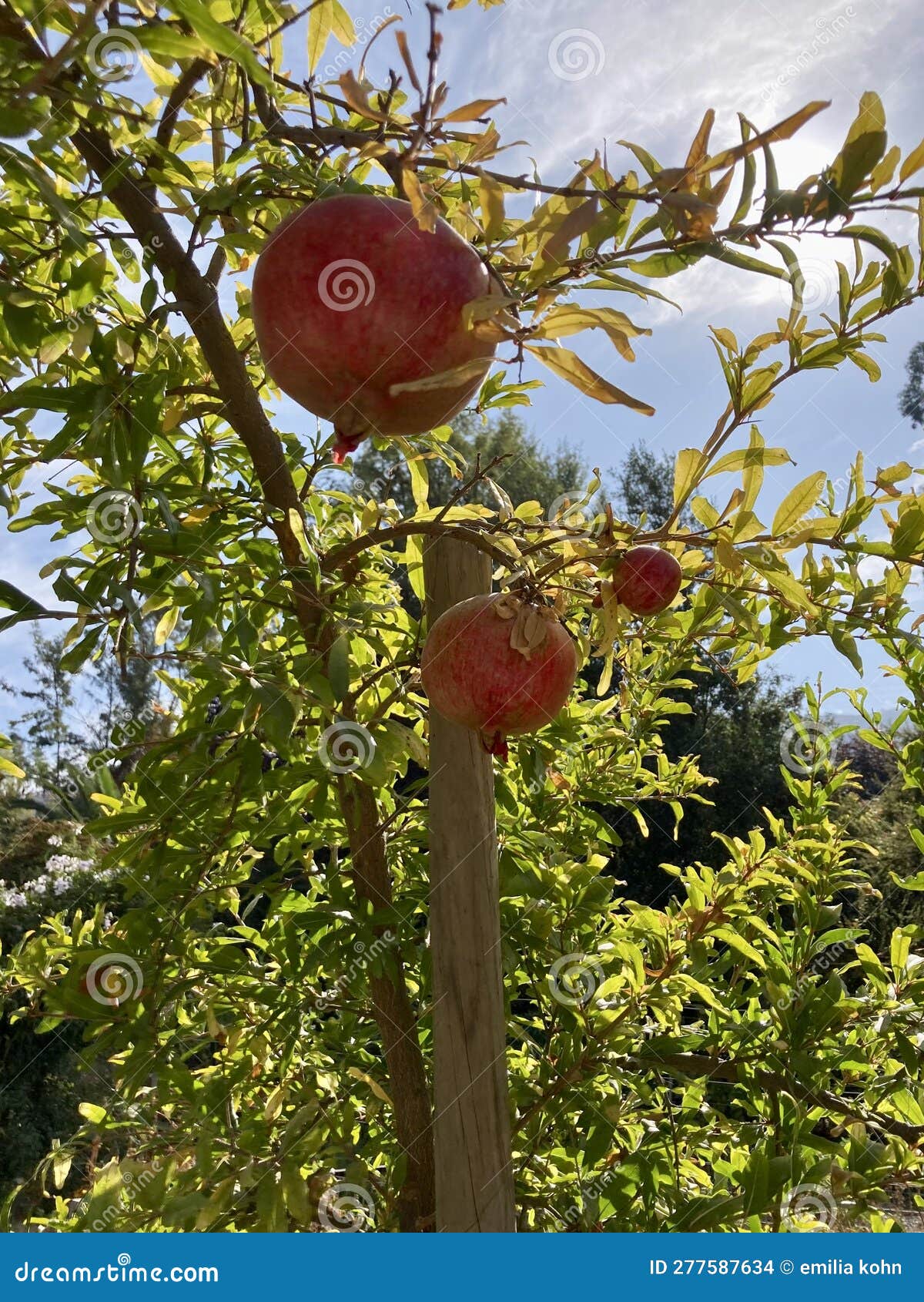 Granate stock photo. Image of garden, pomegranate, grenadine - 277587634