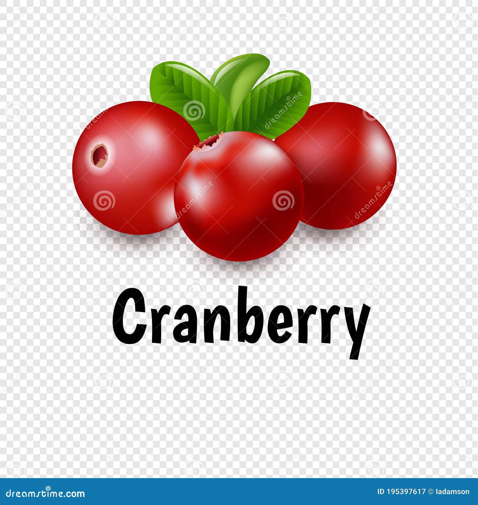 Granberry Set with Transparent Background Stock Vector - Illustration ...