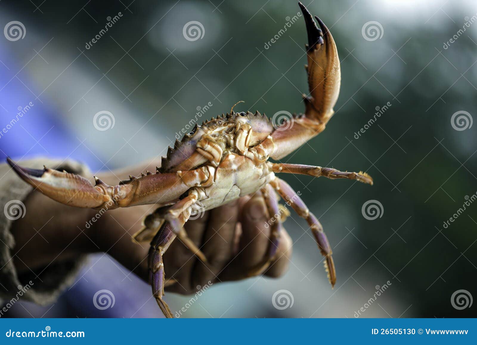 Granchio fotografia stock. Immagine di mano, vendita - 26505130