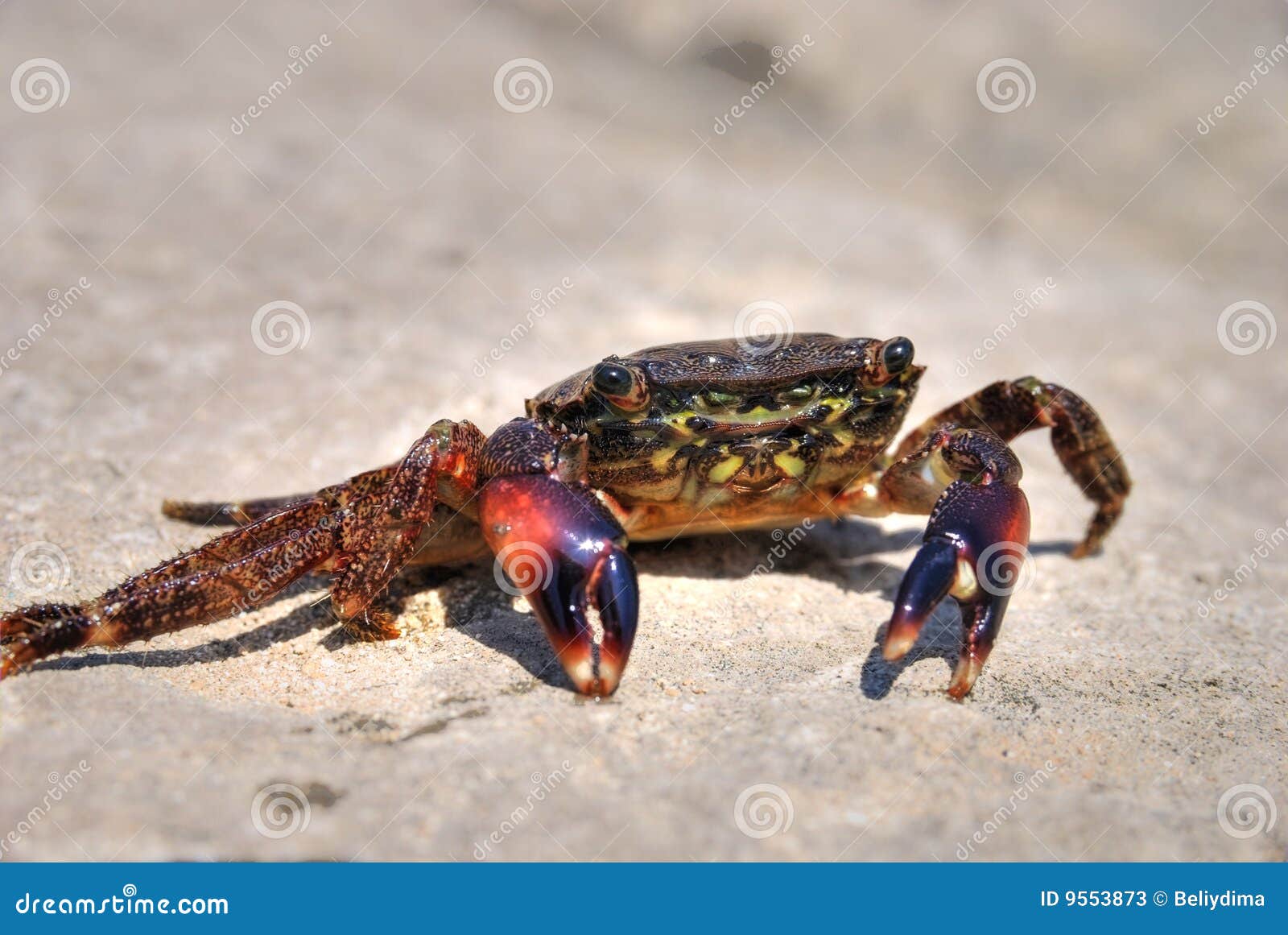 Granchio immagine stock. Immagine di spiaggia, granchio - 9553873