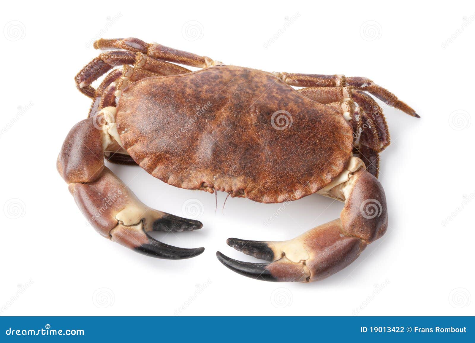 Granchio Commestibile Grezzo Fresco Del Mare Fotografia Stock ...