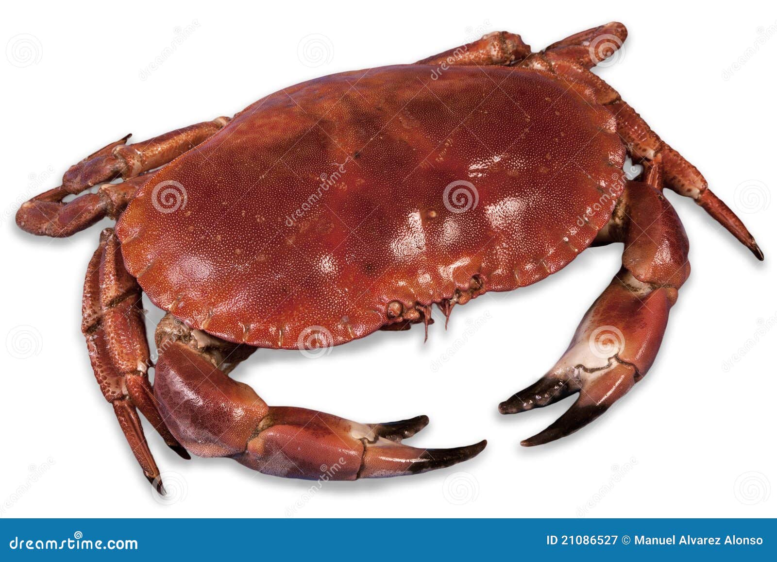 Granchio Cucinato Rosso Meraviglioso Immagine Stock - Immagine di ...