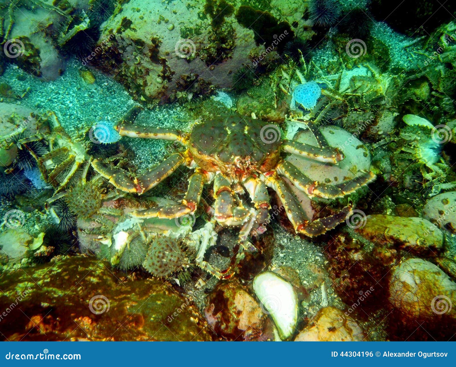 Granchio reale fotografia stock. Immagine di nord, granchio - 44304196