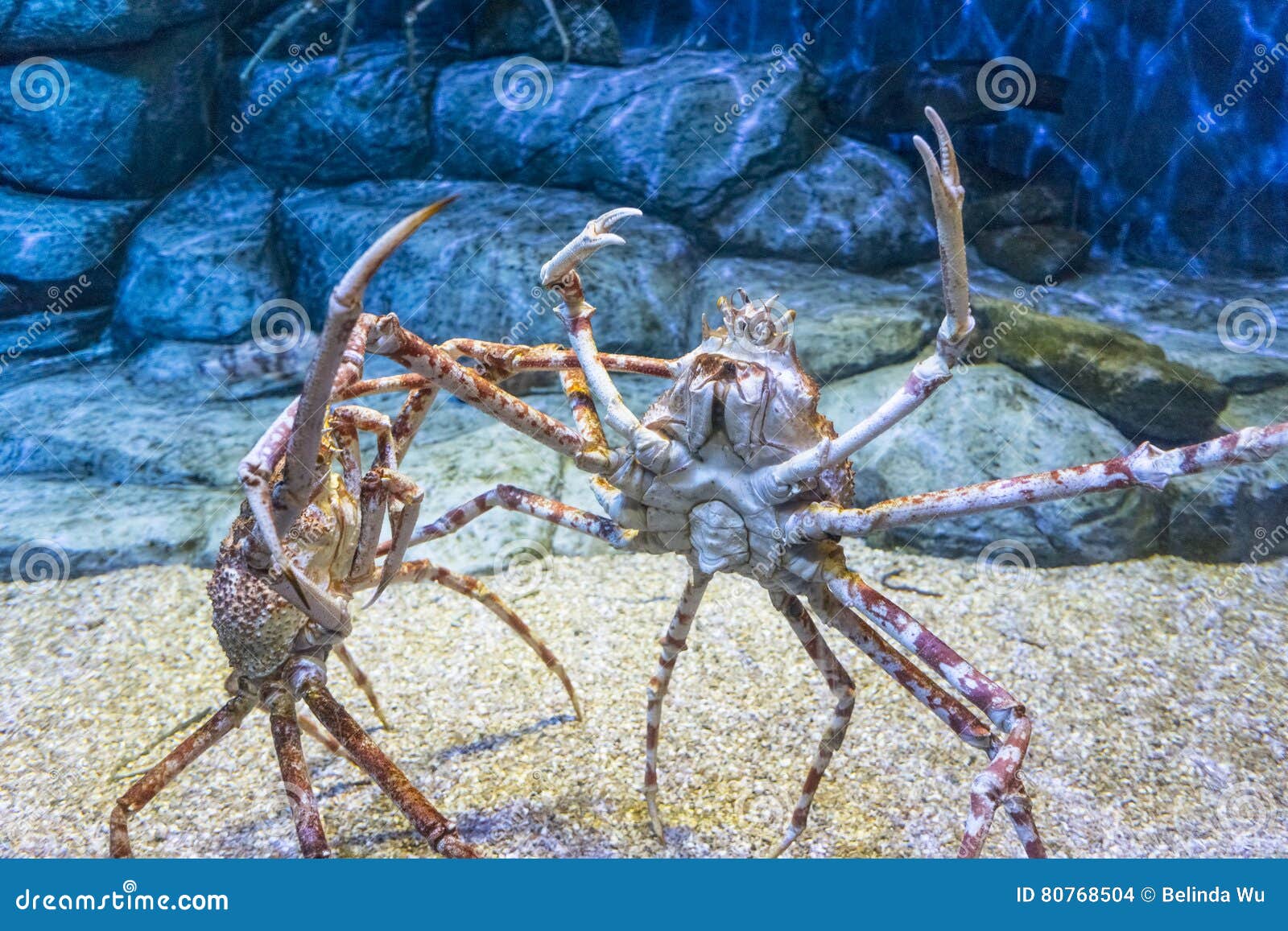 Granchio reale fotografia stock. Immagine di territorio - 80768504